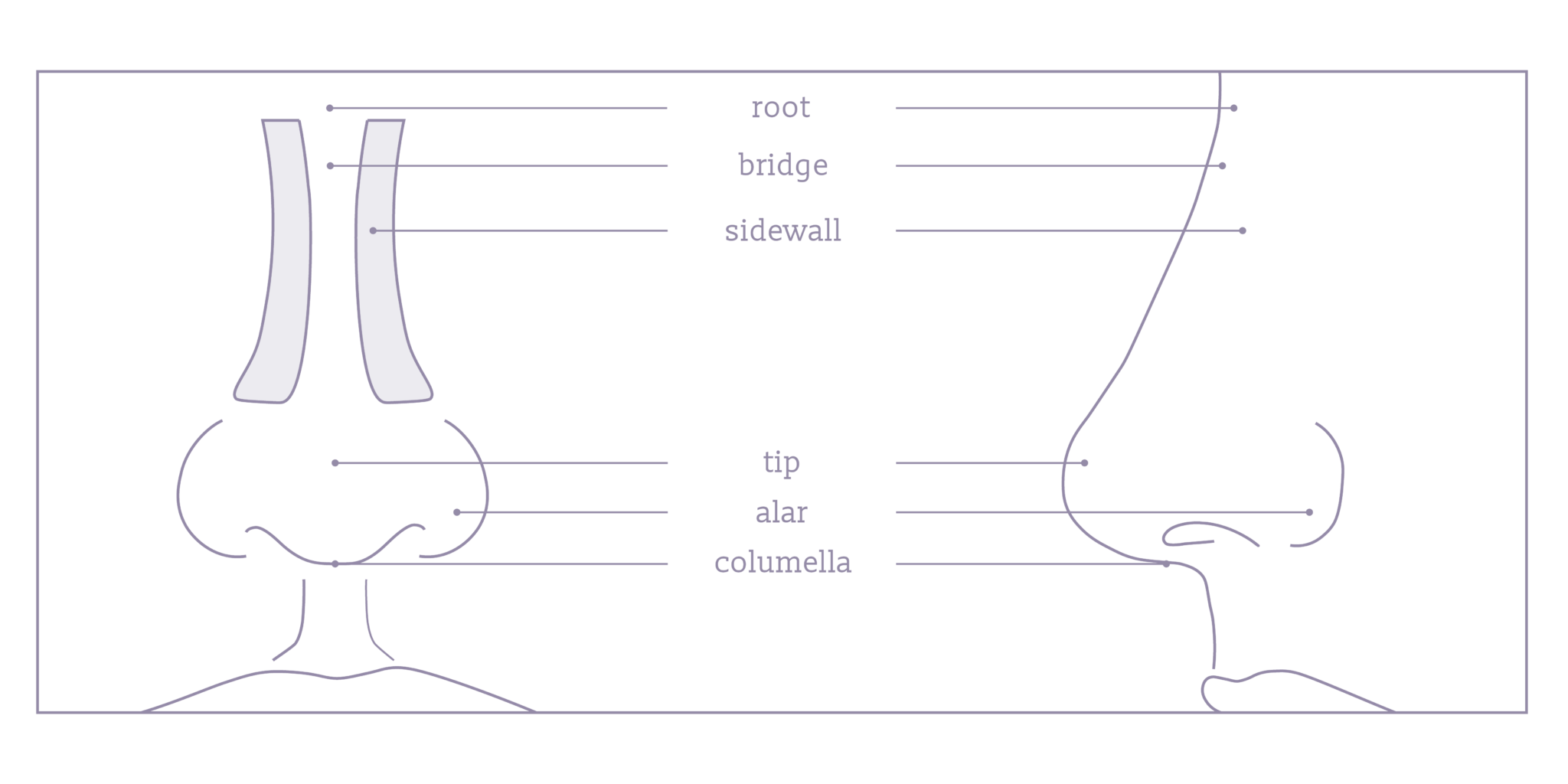 Key Features of a 'Beautiful Nose' - Science Proven | Melbourne