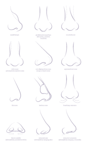 Key Features of a 'Beautiful Nose' - Science Proven | Melbourne